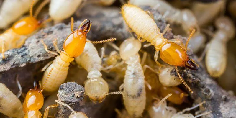Best Termite Control Kolkata 20 Off on Termite Treatment